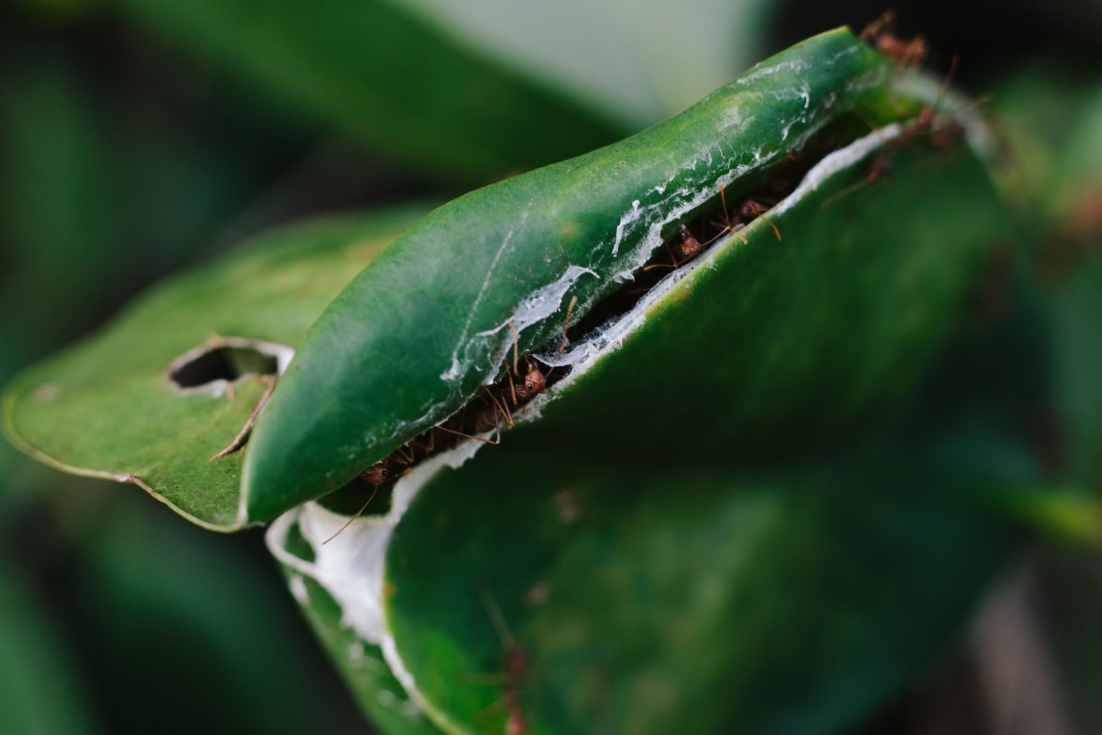 School of Biological Sciences USM